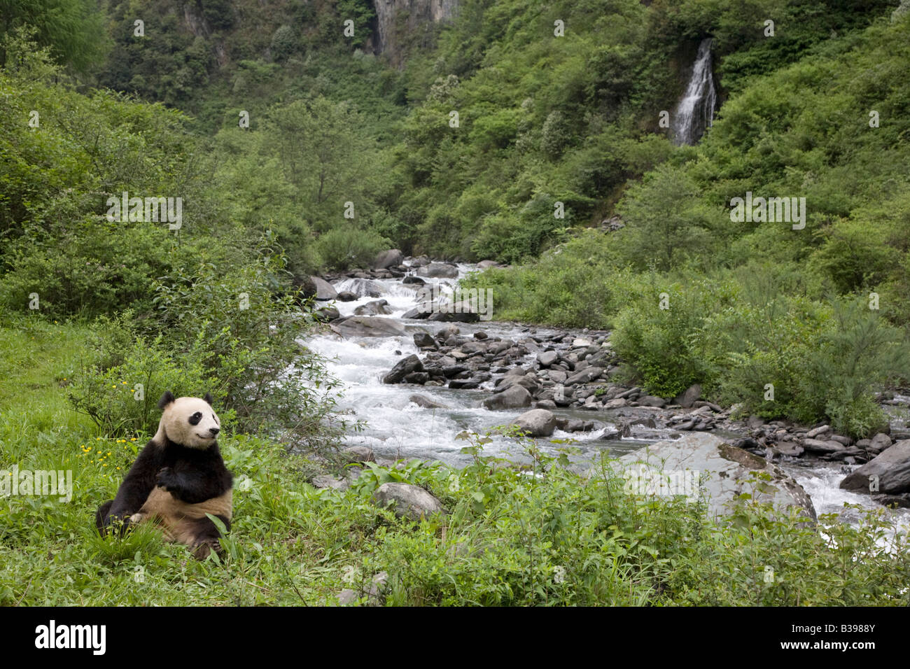 Sichuan giant panda sanctuary mountains hi-res stock photography and ...