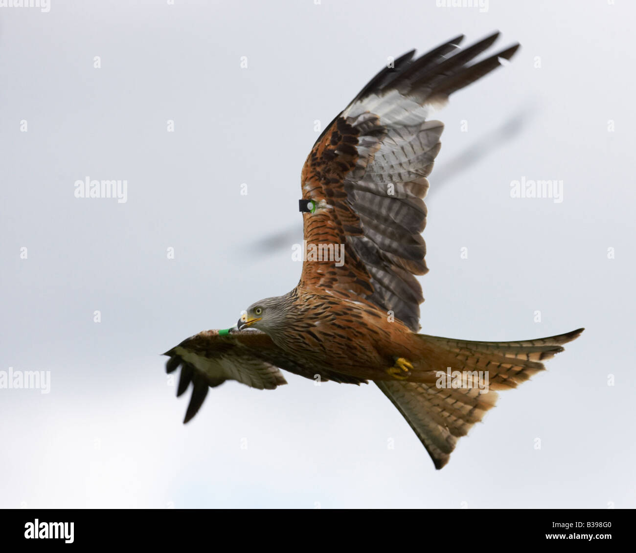 Red bird in flight graceful hi-res stock photography and images - Alamy