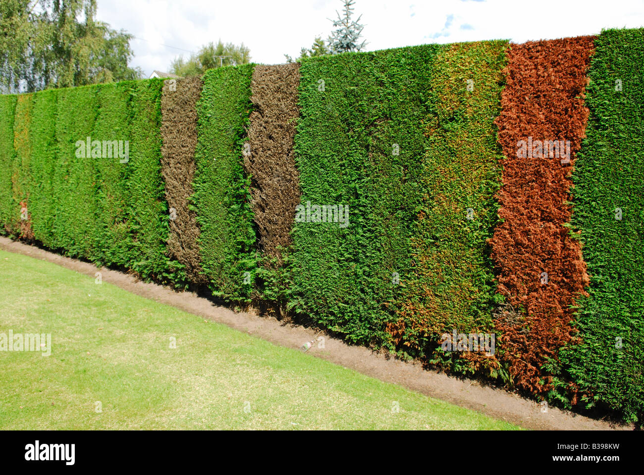 Row of conifers Stock Photo - Alamy