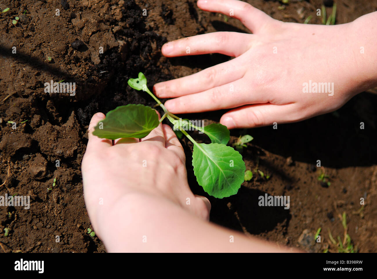 Planting Spring Cabbage Stock Photo - Alamy
