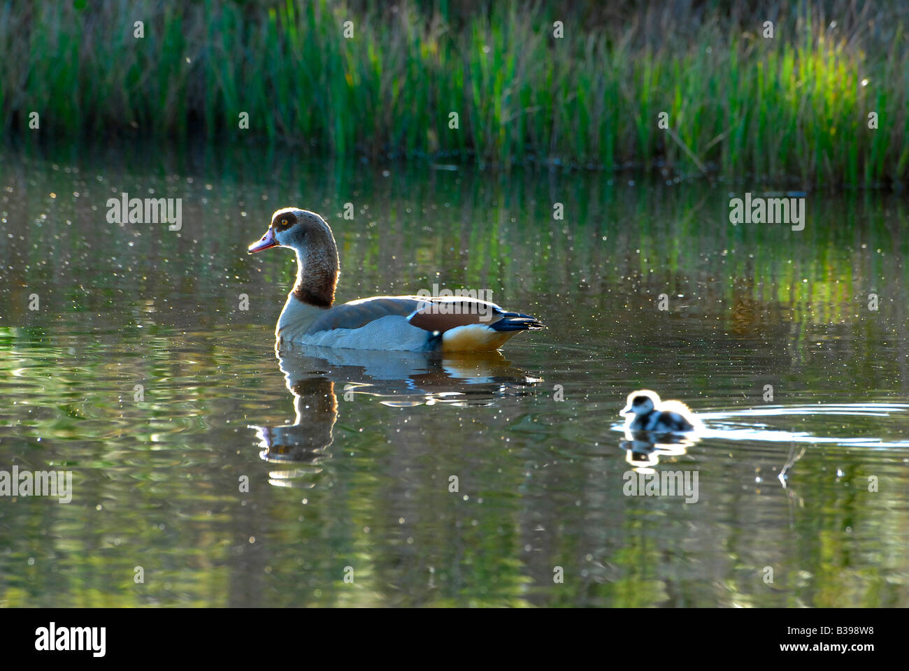 Egyptian goose baby hi-res stock photography and images - Alamy