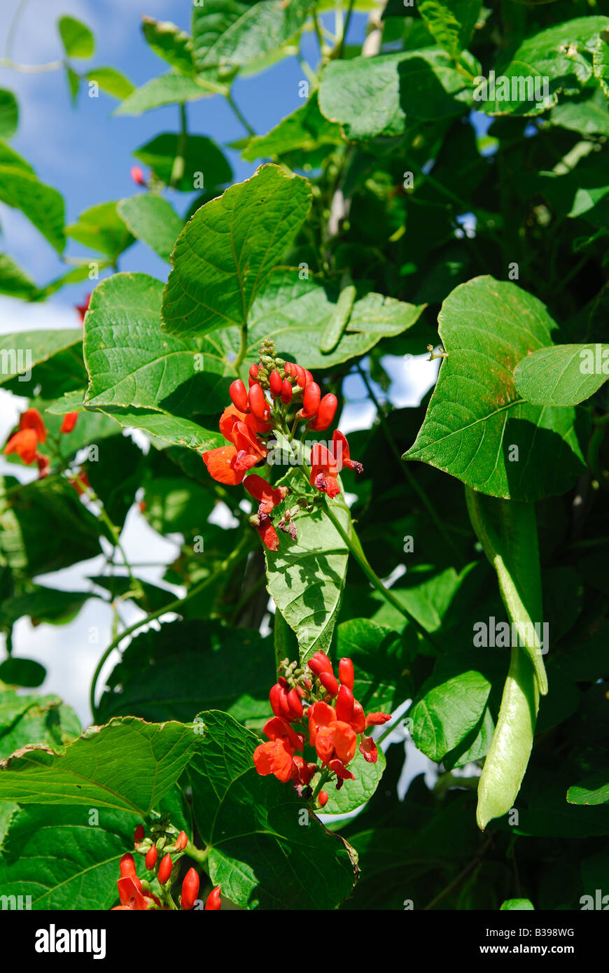 Food runner beans hi-res stock photography and images - Alamy