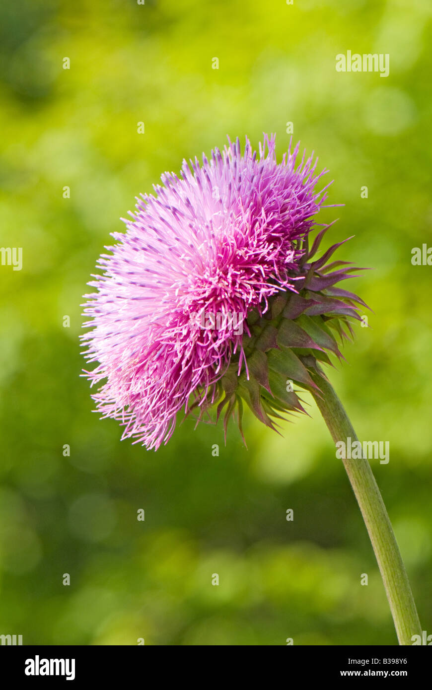 Nodding Thistle (Carduus nutans), Dolly Sods Wilderness, Tucker County ...