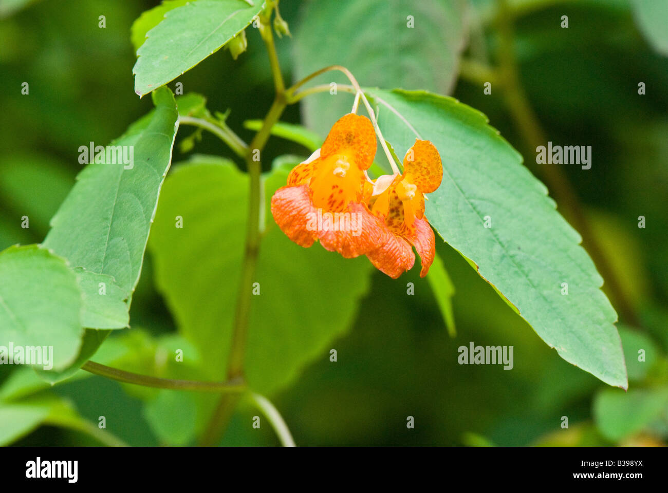 Spotted Touch-Me-Not (Impatiens capensis), Backbone Mountain, Garrett ...