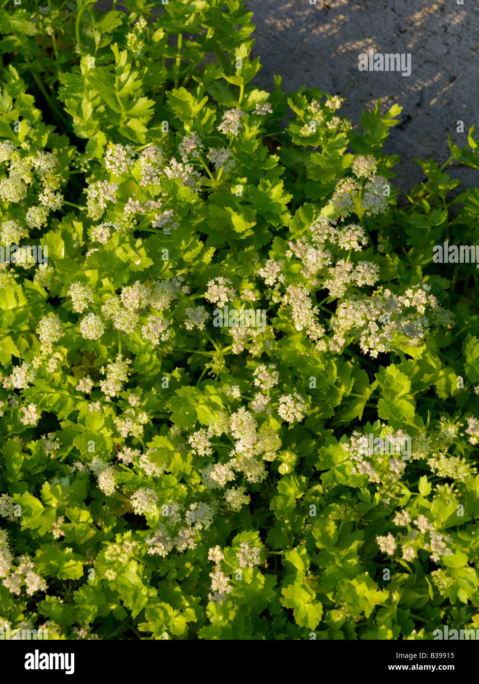 Creeping marshwort (Apium repens Stock Photo - Alamy