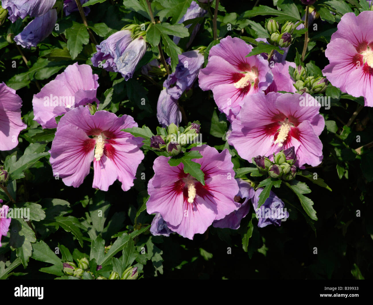 Common hibiscus (Hibiscus syriacus Stock Photo - Alamy