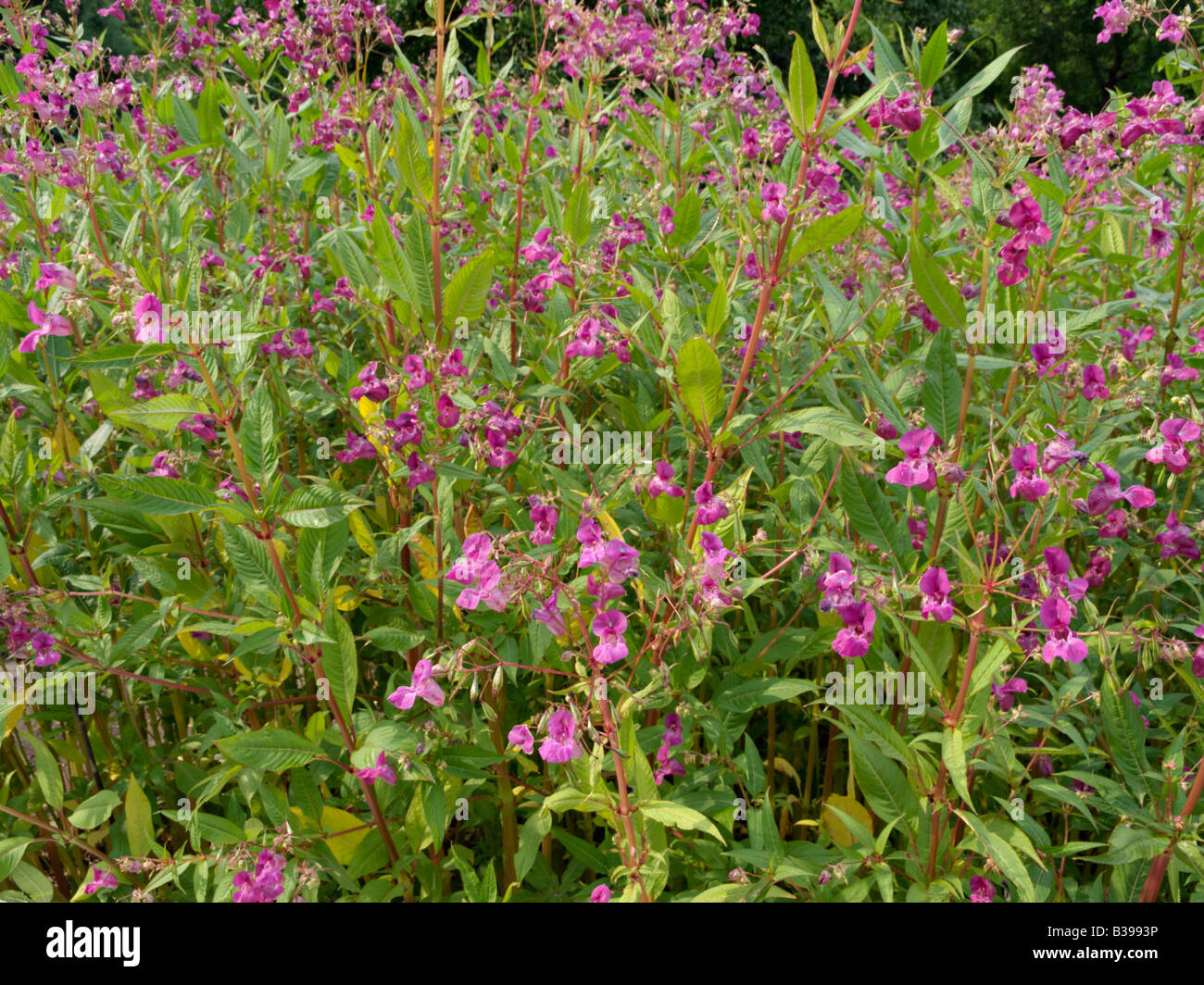 Himalayan balsam flowers impatiens hi-res stock photography and images ...