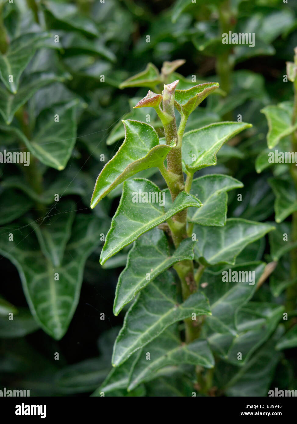 Common ivy (Hedera helix 'Conglomerata Erecta' Stock Photo - Alamy