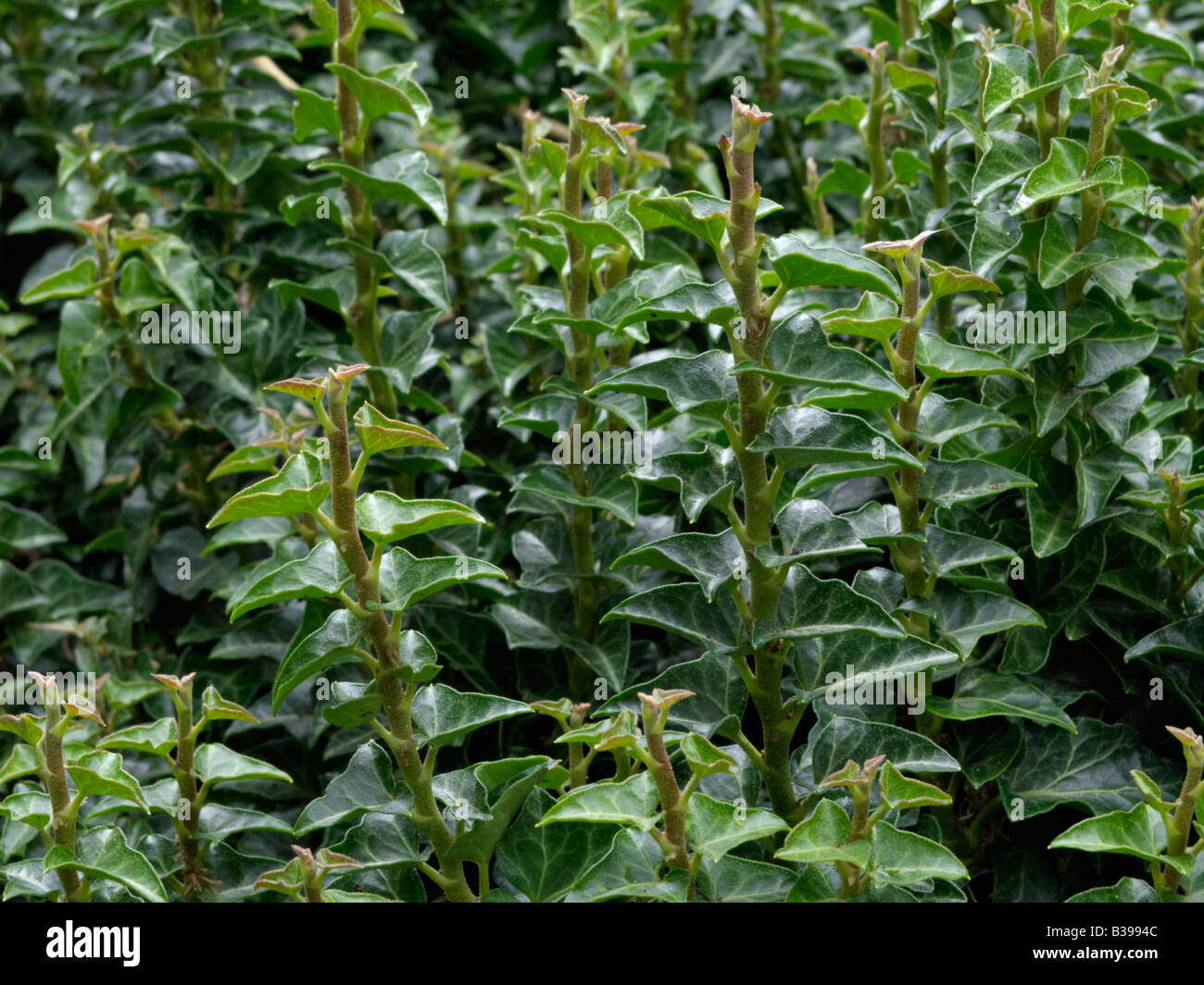 Common ivy (Hedera helix 'Conglomerata Erecta' Stock Photo - Alamy