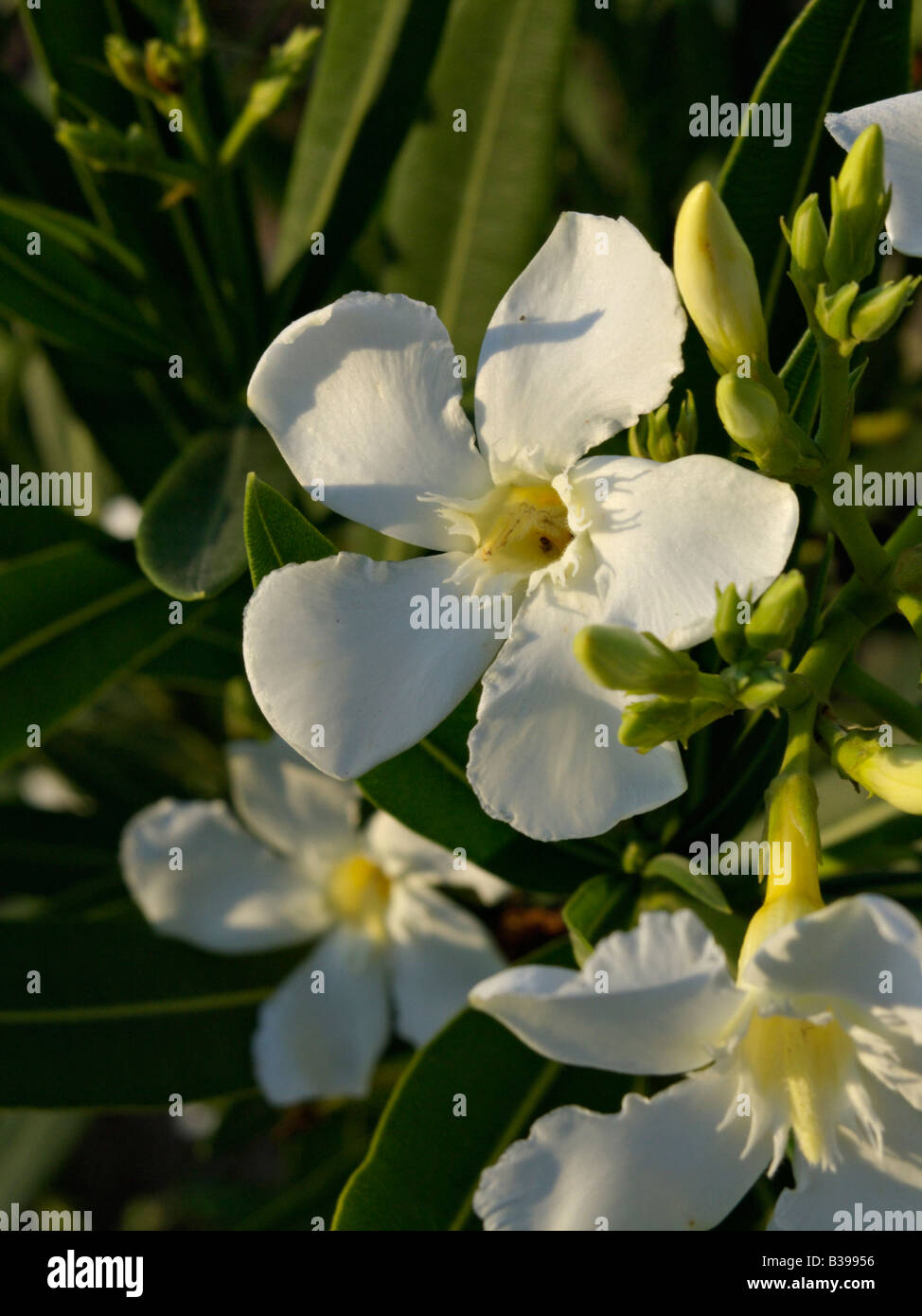 Oleander species hi-res stock photography and images - Alamy