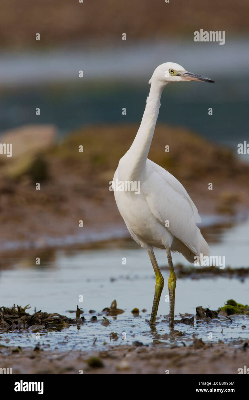 Estuary birds hi-res stock photography and images - Alamy