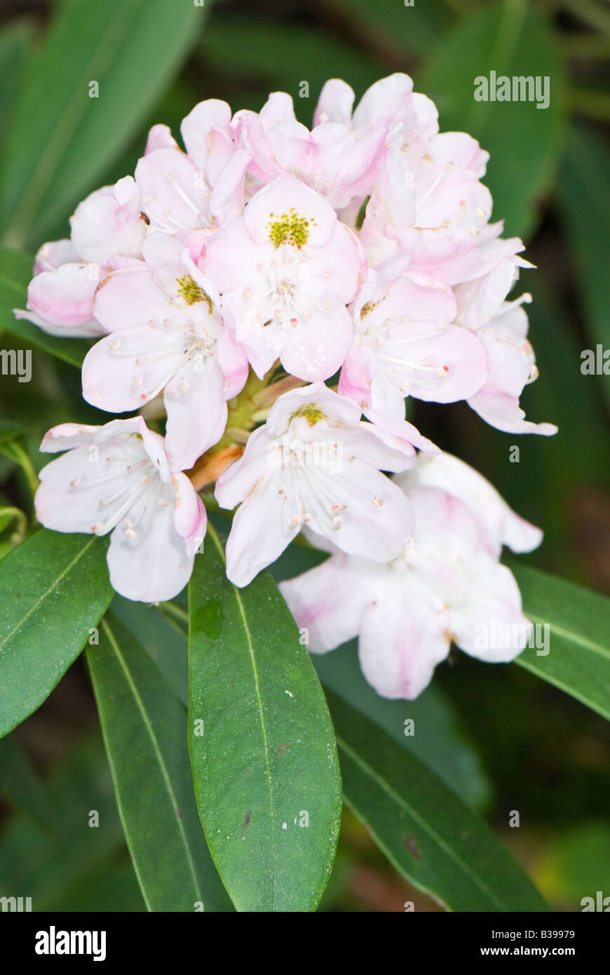 Great Rhododendron (Rhododendron maximum), Dolly Sods Wilderness ...
