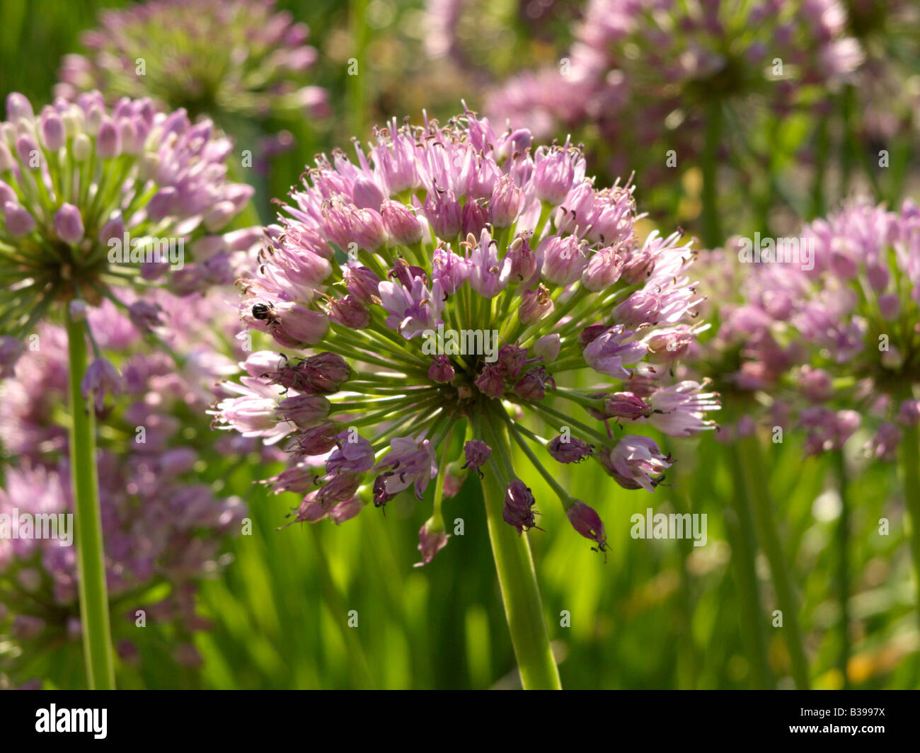 Wild leek (Allium ampeloprasum Stock Photo - Alamy
