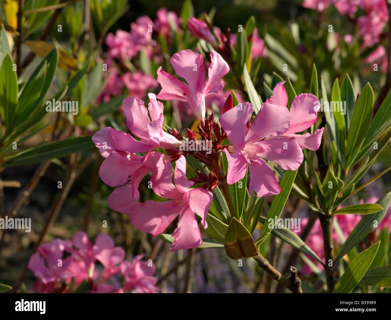 Oleander (Nerium oleander Stock Photo - Alamy