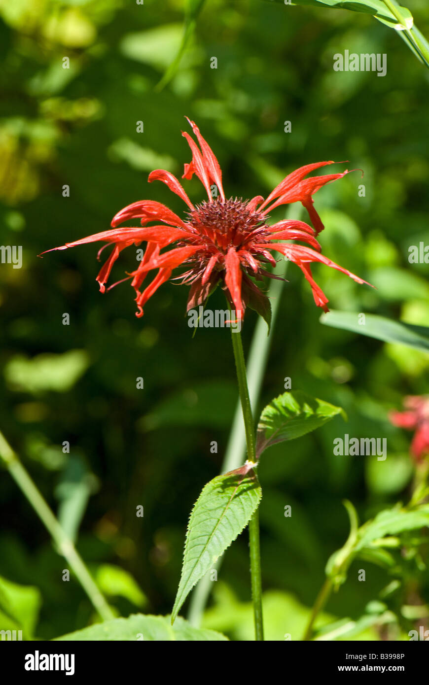 Oswega Tea or Bee Balm (Monarda didyma), Pendleton County, West ...