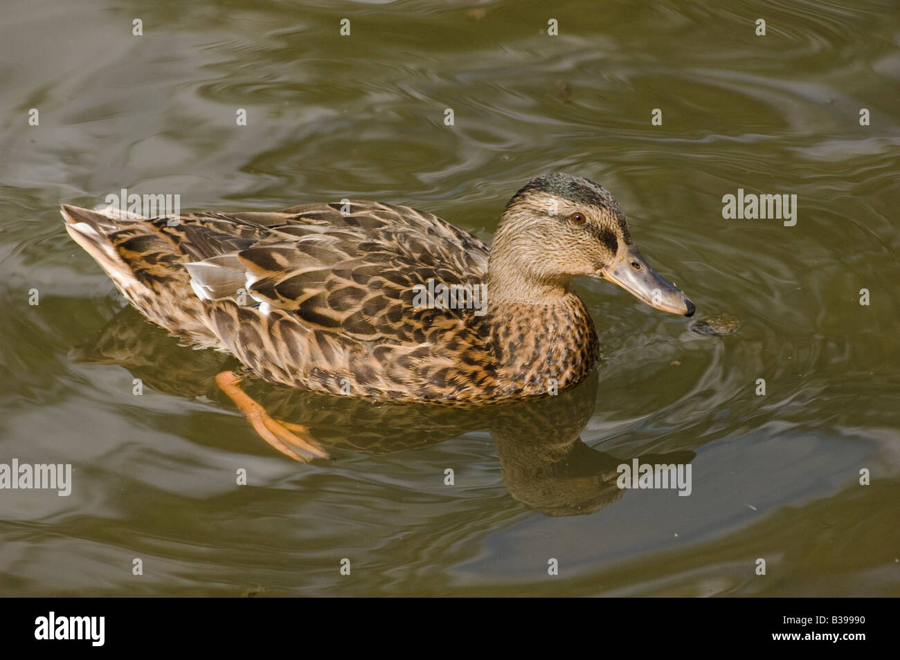 Swimmer duck hi-res stock photography and images - Alamy
