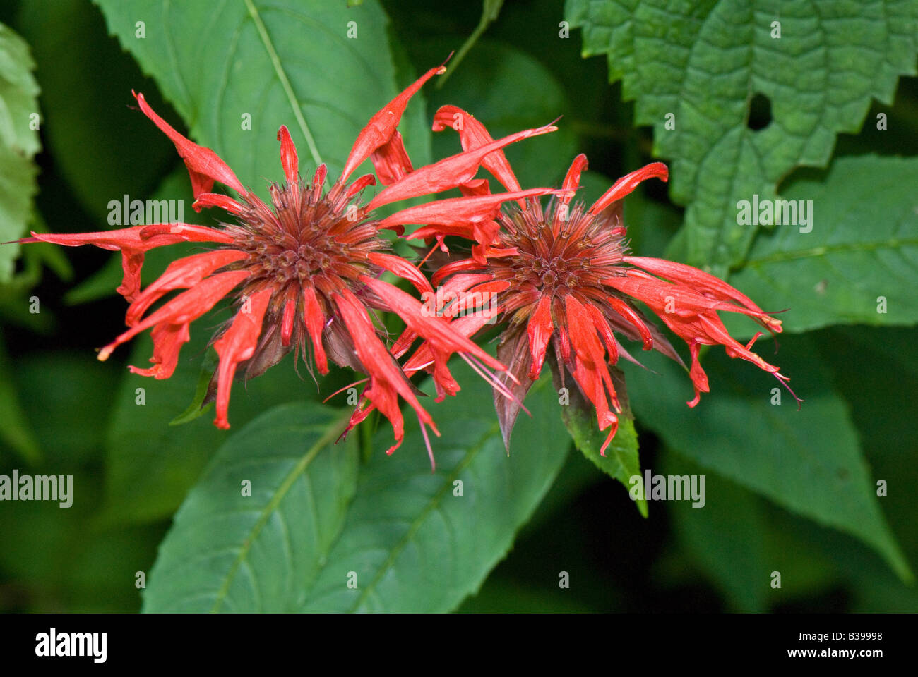 Oswega Tea or Bee Balm (Monarda didyma), Pendleton County, West ...