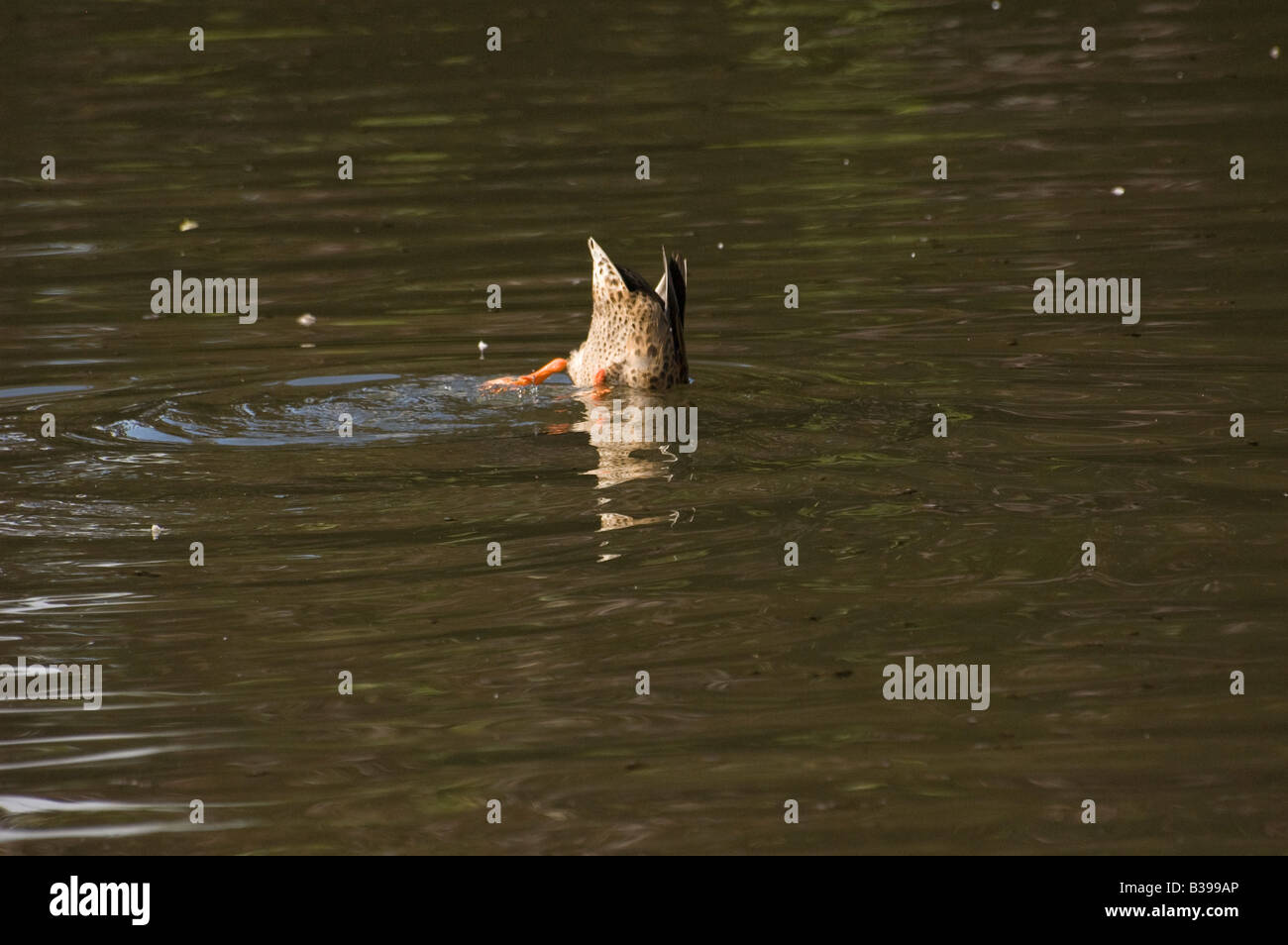 Rippled water duck diving hi-res stock photography and images - Alamy