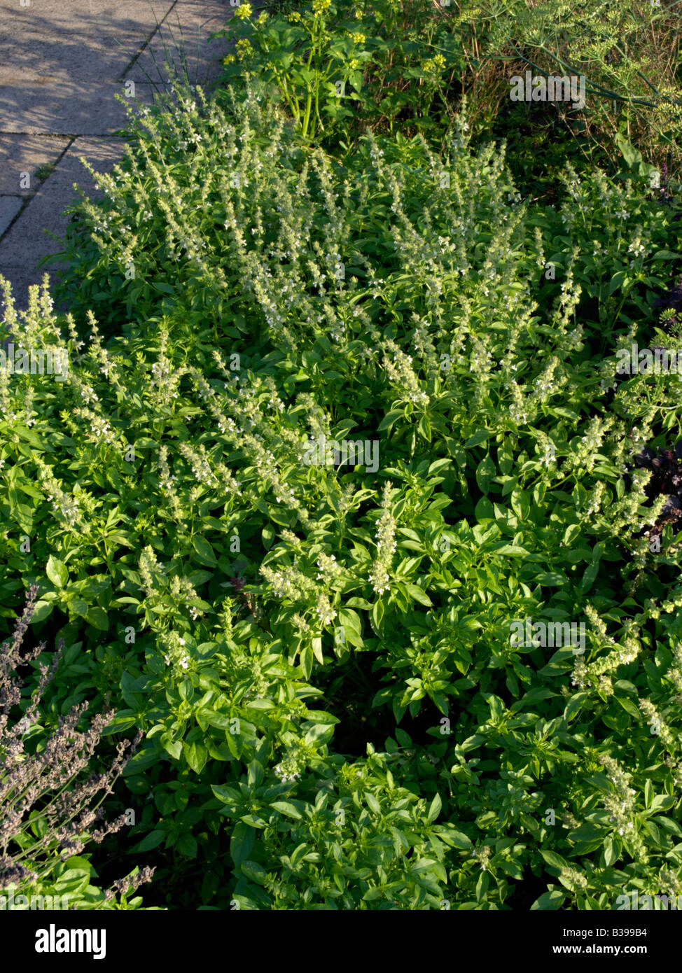 Basil (Ocimum basilicum Stock Photo - Alamy