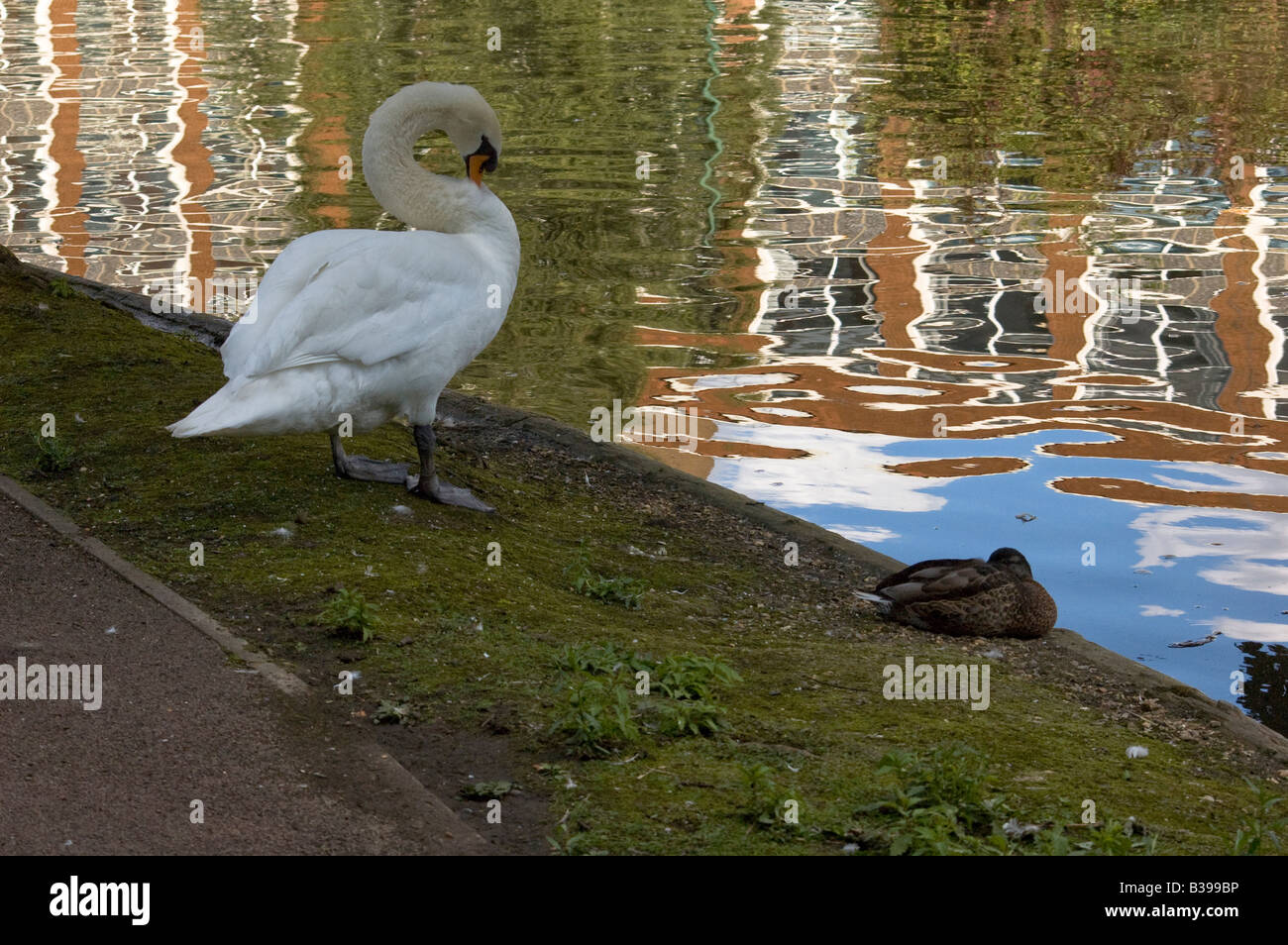 swan and duck Stock Photo - Alamy