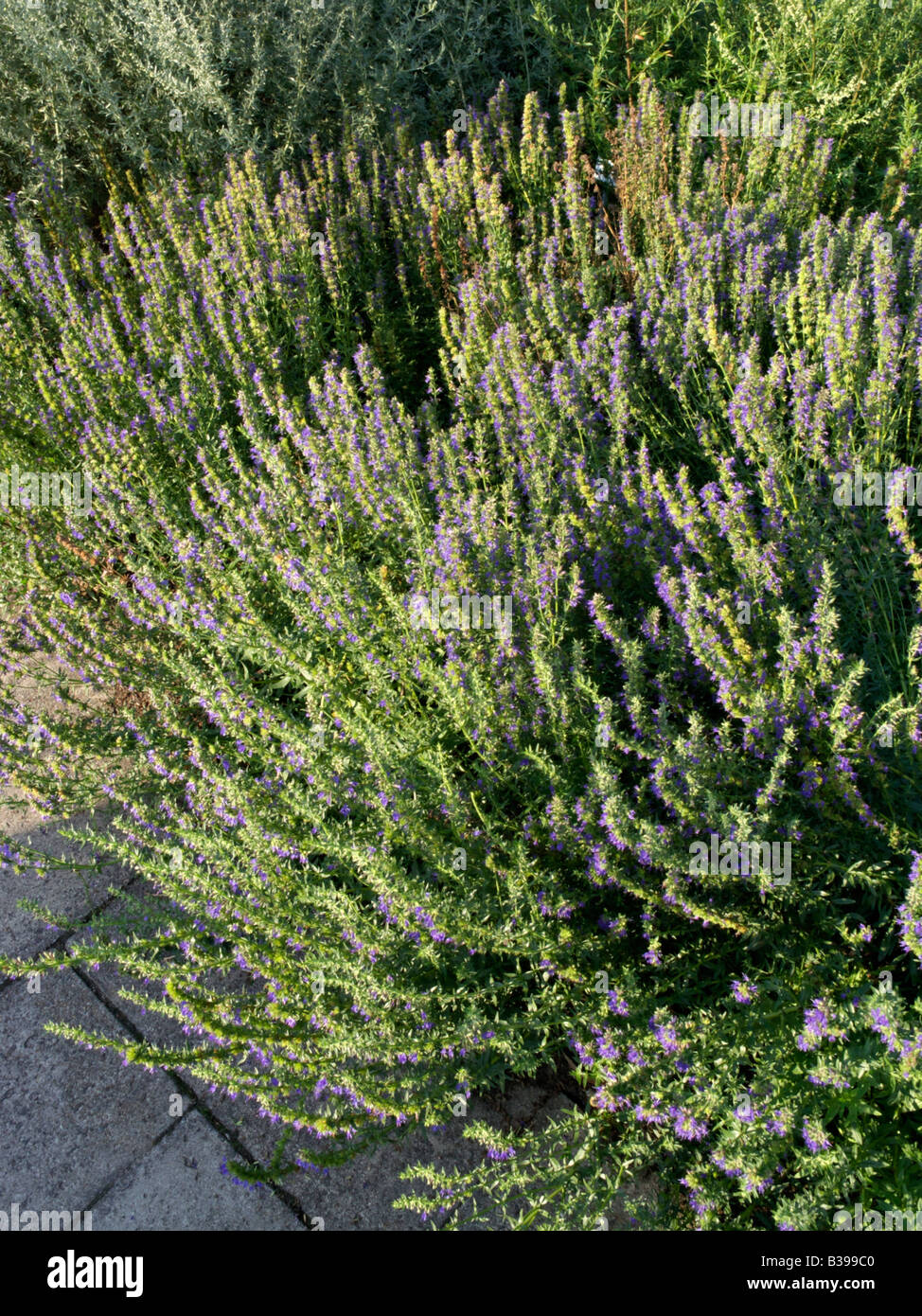 Hyssop (Hyssopus officinalis Stock Photo - Alamy