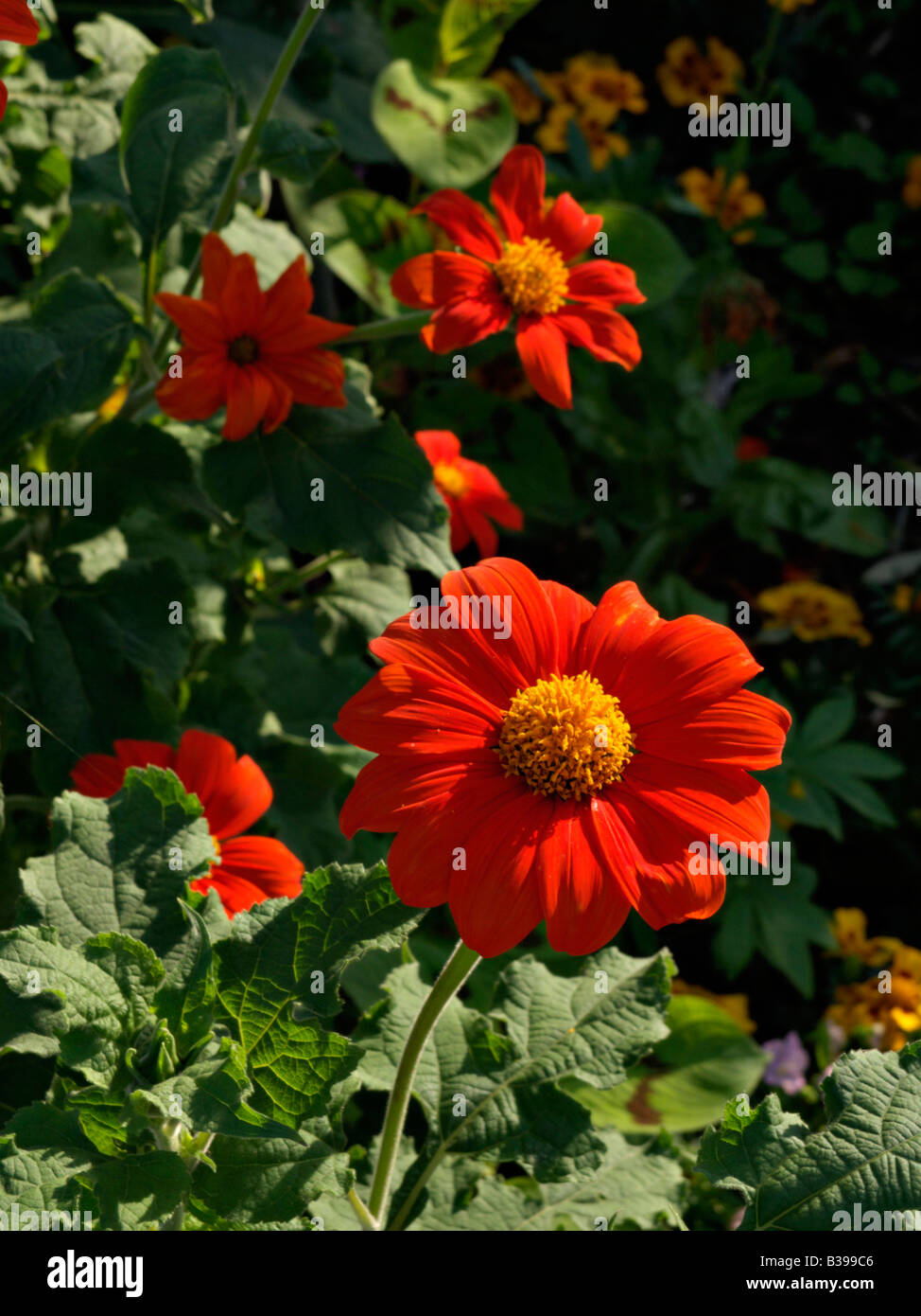 Mexican sunflower (Tithonia rotundifolia Stock Photo - Alamy