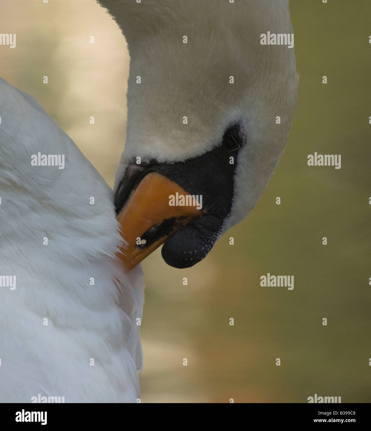Swan detailed hi-res stock photography and images - Alamy