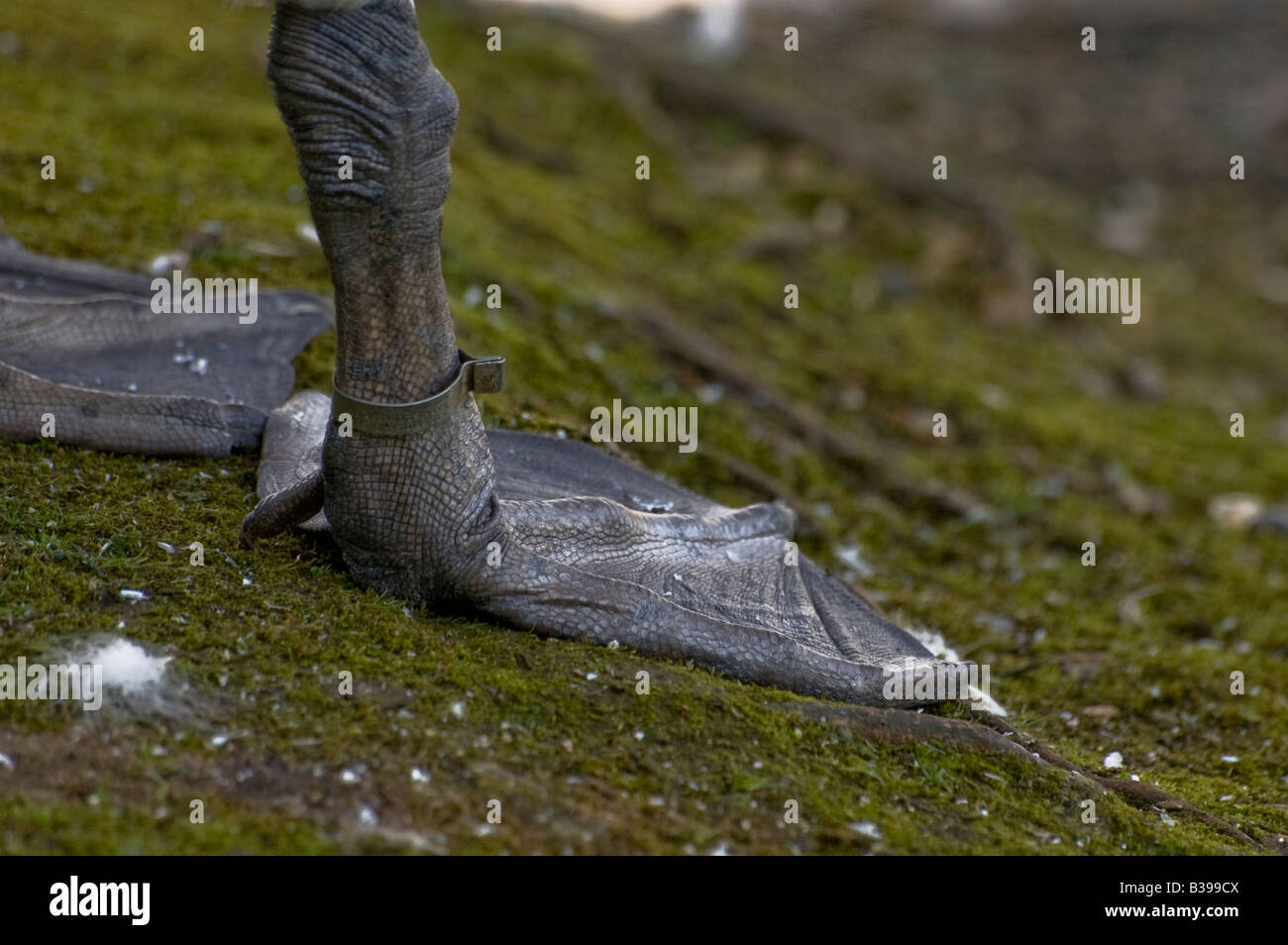 Swan foot hi-res stock photography and images - Alamy