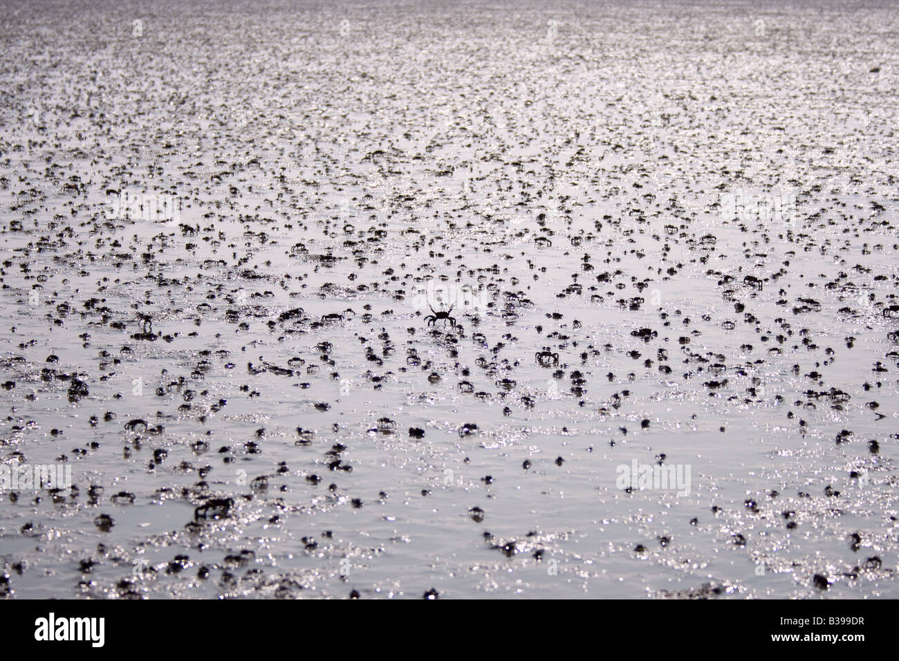 Mud shore water emerge burrows sea hi-res stock photography and images ...