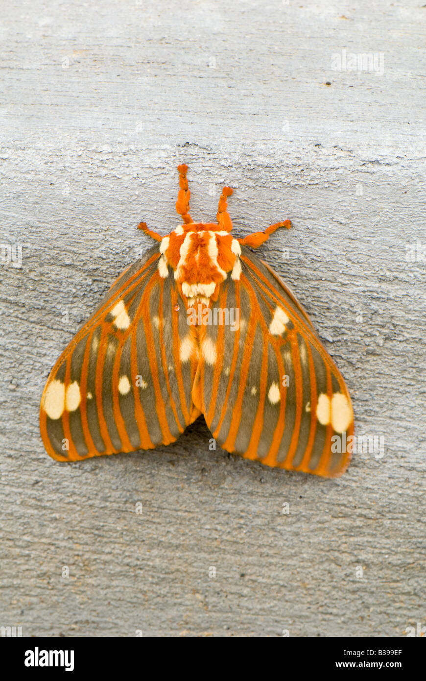 Royal Walnut Moth (Citheronia regalis), Elkins, West Virginia Stock ...