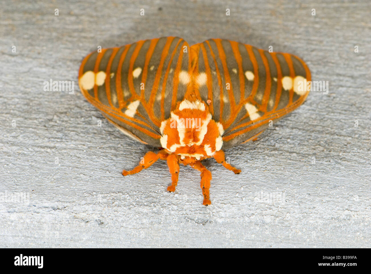 Royal Walnut Moth (Citheronia regalis), Elkins, West Virginia Stock ...