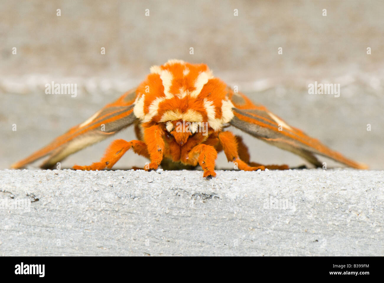 Royal Walnut Moth (Citheronia regalis), Elkins, West Virginia Stock ...