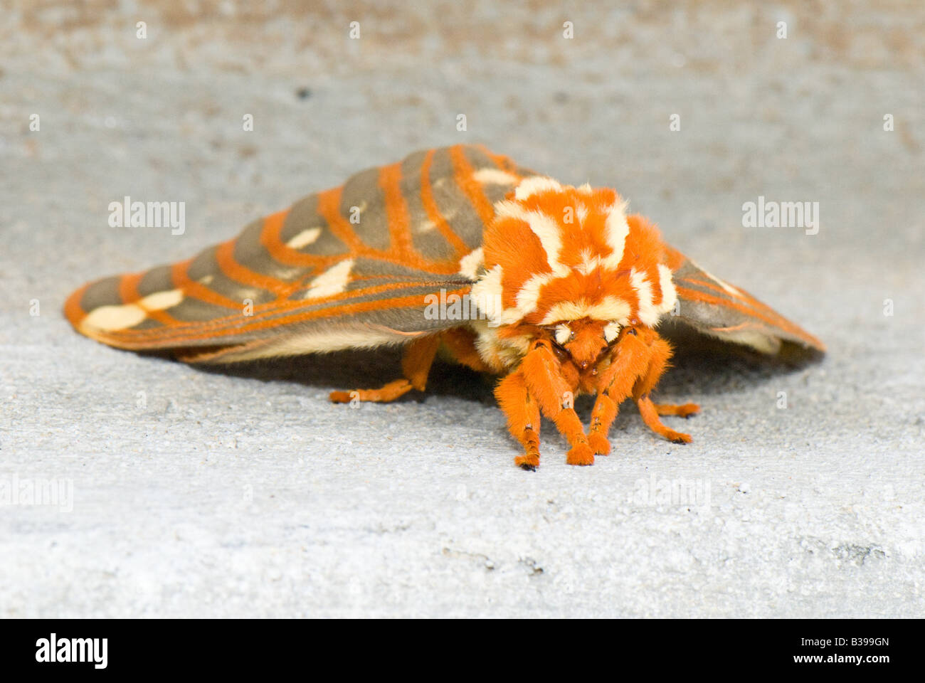 Royal Walnut Moth (Citheronia regalis), Elkins, West Virginia Stock ...