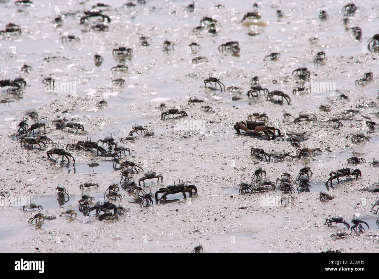 Mud shore water emerge burrows sea hi-res stock photography and images ...