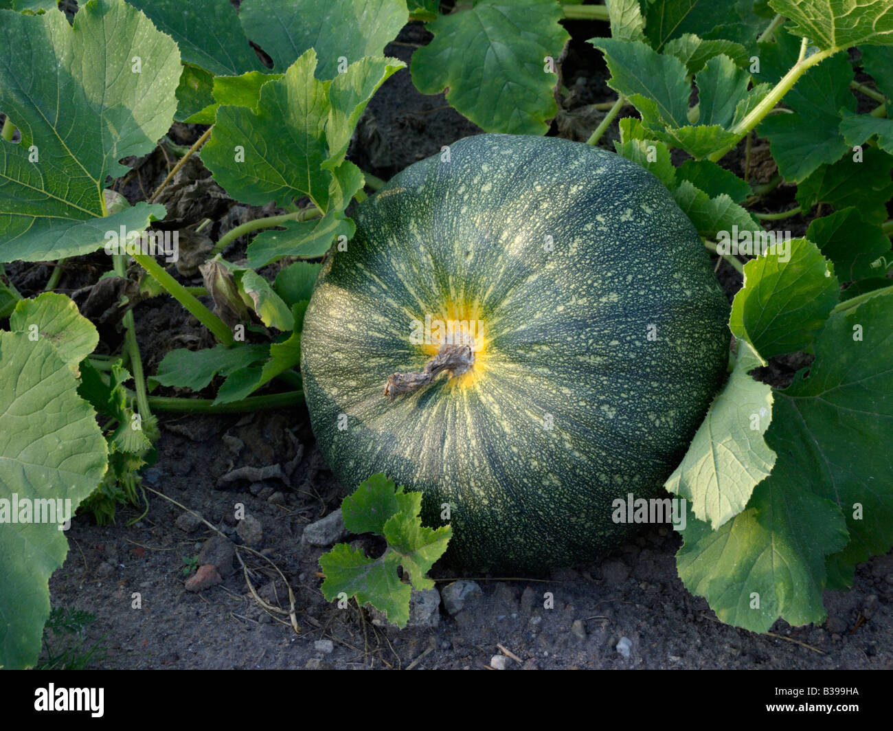 Styrian oil pumpkin (Cucurbita pepo var. styriaca syn. Cucurbita pepo ...