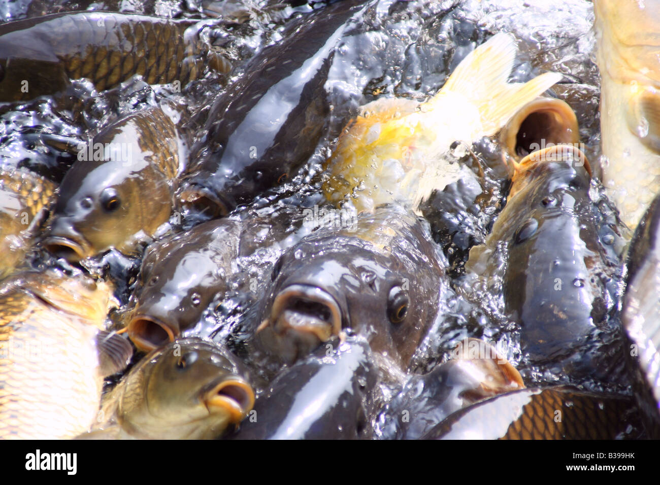 Plenty of hungry carp fish swimming in the pond and hoping to catch ...