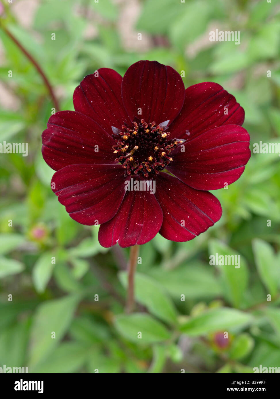 Chocolate cosmos hi-res stock photography and images - Alamy