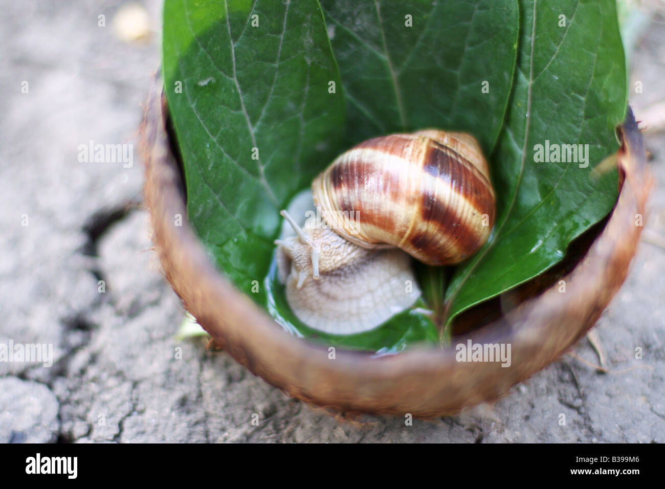 Garden snail in a coconut shell Stock Photo - Alamy