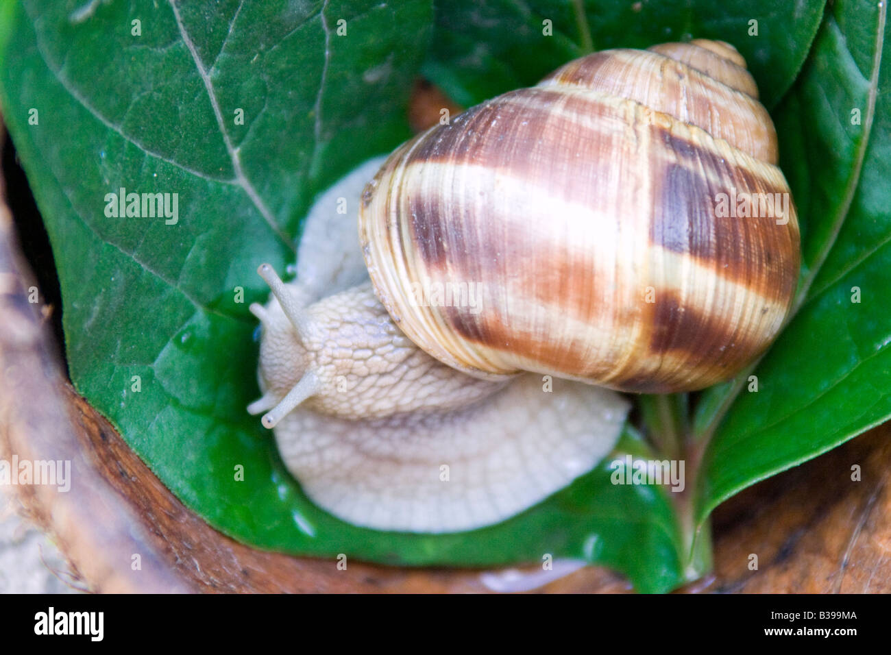 Snail green leaf live escargot hi-res stock photography and images - Alamy