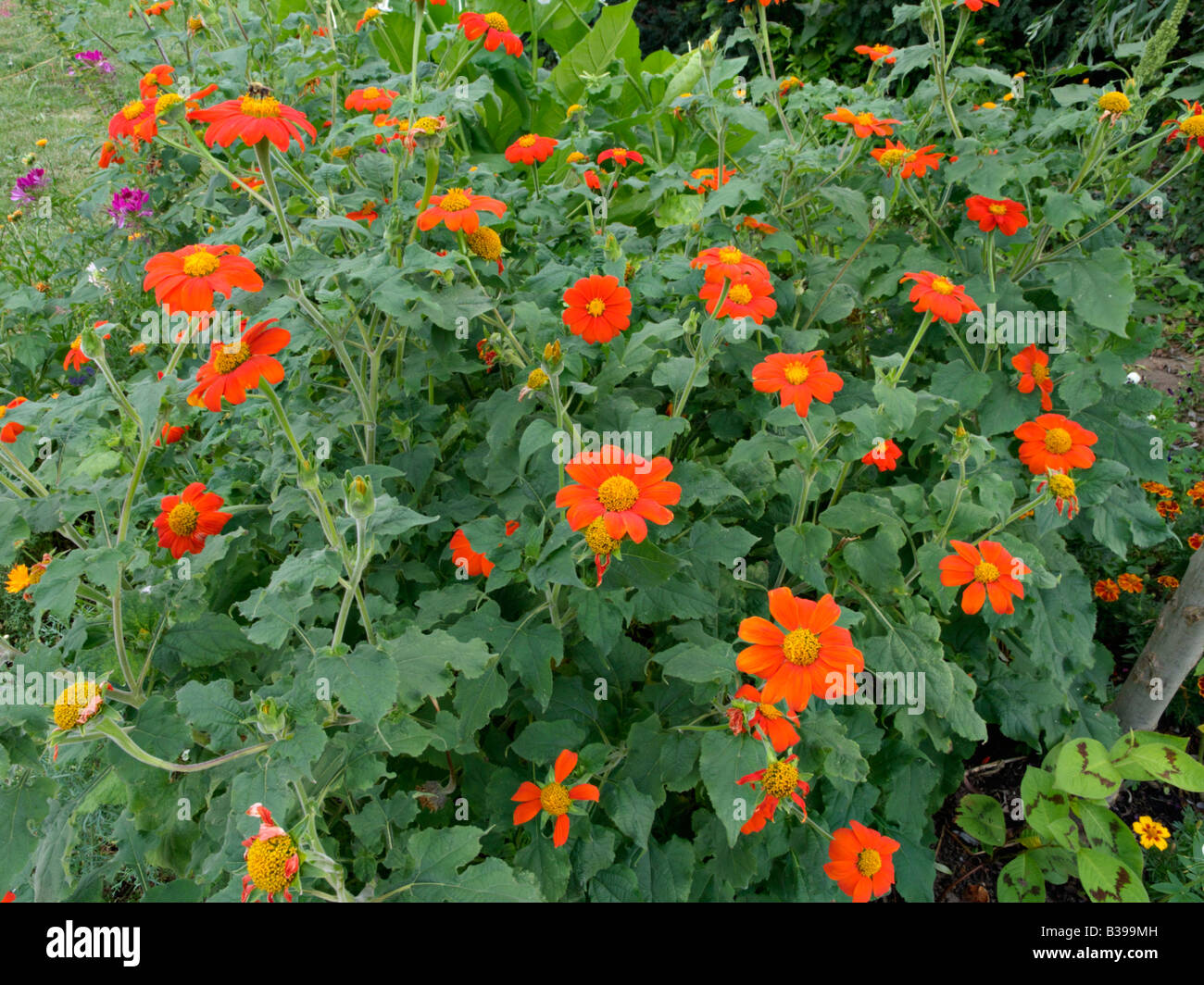 Mexican Sunflower Plant In The Rain