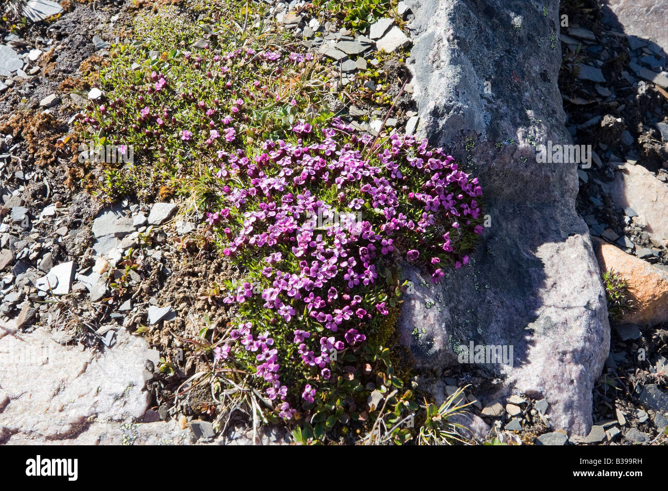 pink alpine wildflower in the canadian rockies Stock Photo - Alamy