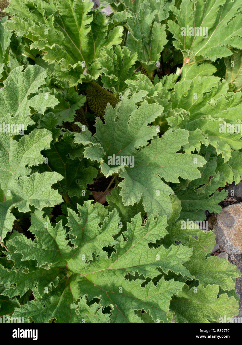 Gunnera manicata plant hi-res stock photography and images - Alamy
