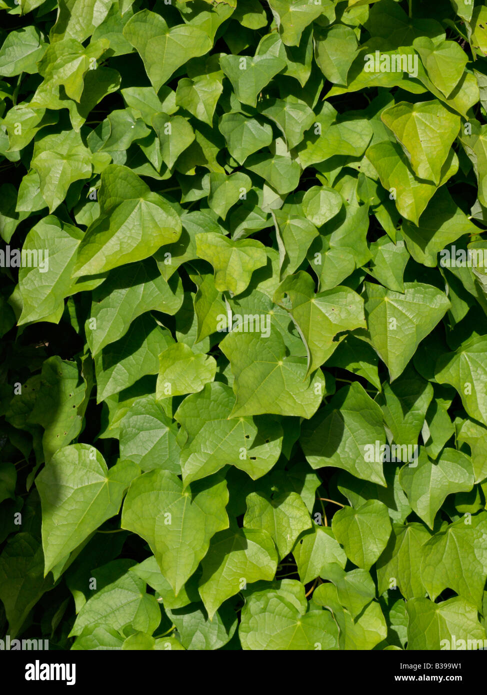 Red Minecraft Moon Seed