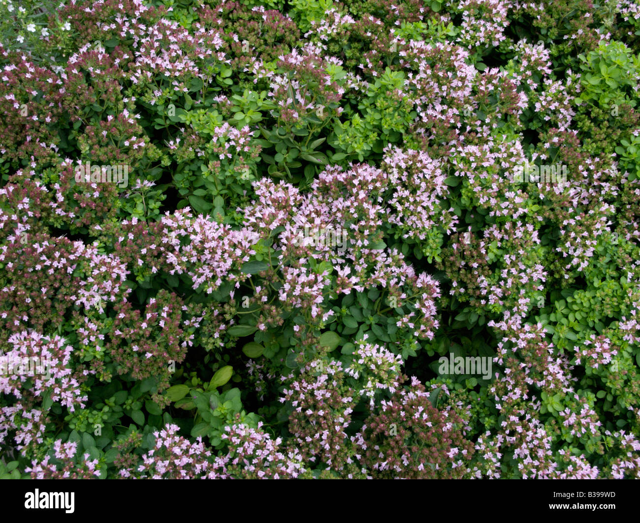 Greek oregano origanum vulgare hi-res stock photography and images - Alamy