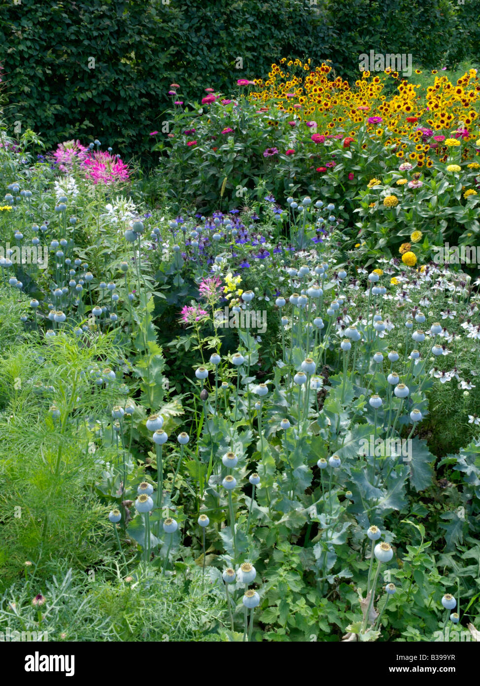 Spider in poppy flower hi-res stock photography and images - Alamy