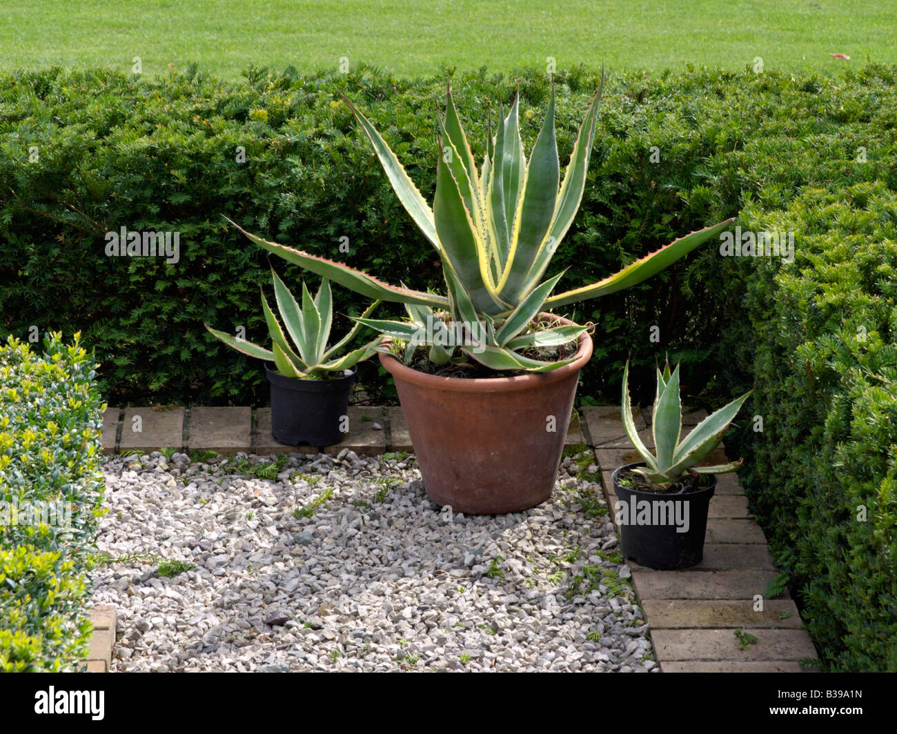 Variegated agave hi-res stock photography and images - Alamy