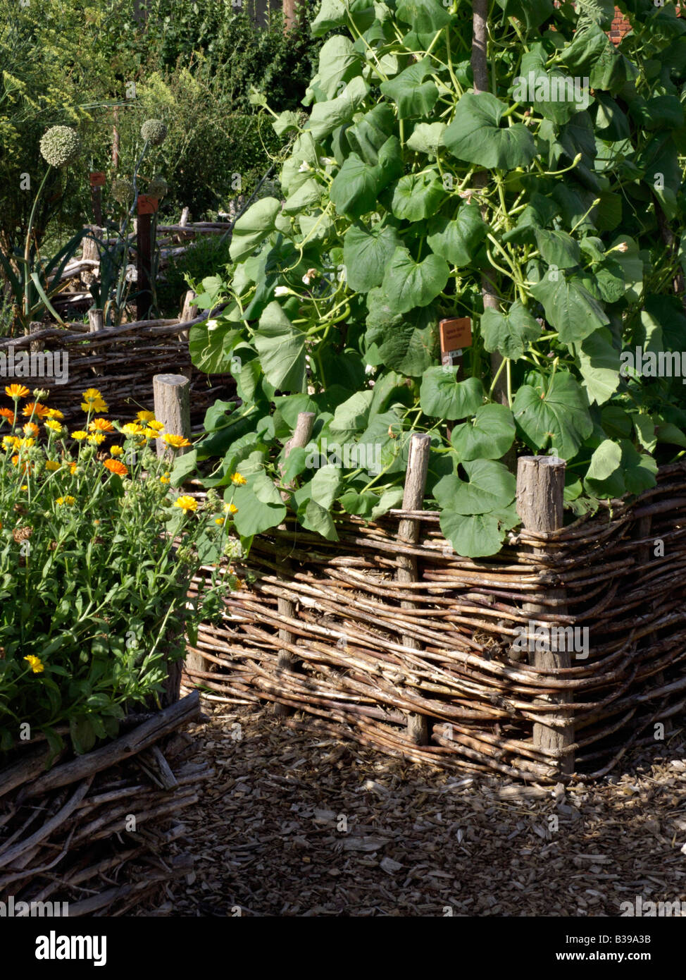 Hyacinth bean (Lablab purpureus syn. Dolichos lablab Stock Photo - Alamy