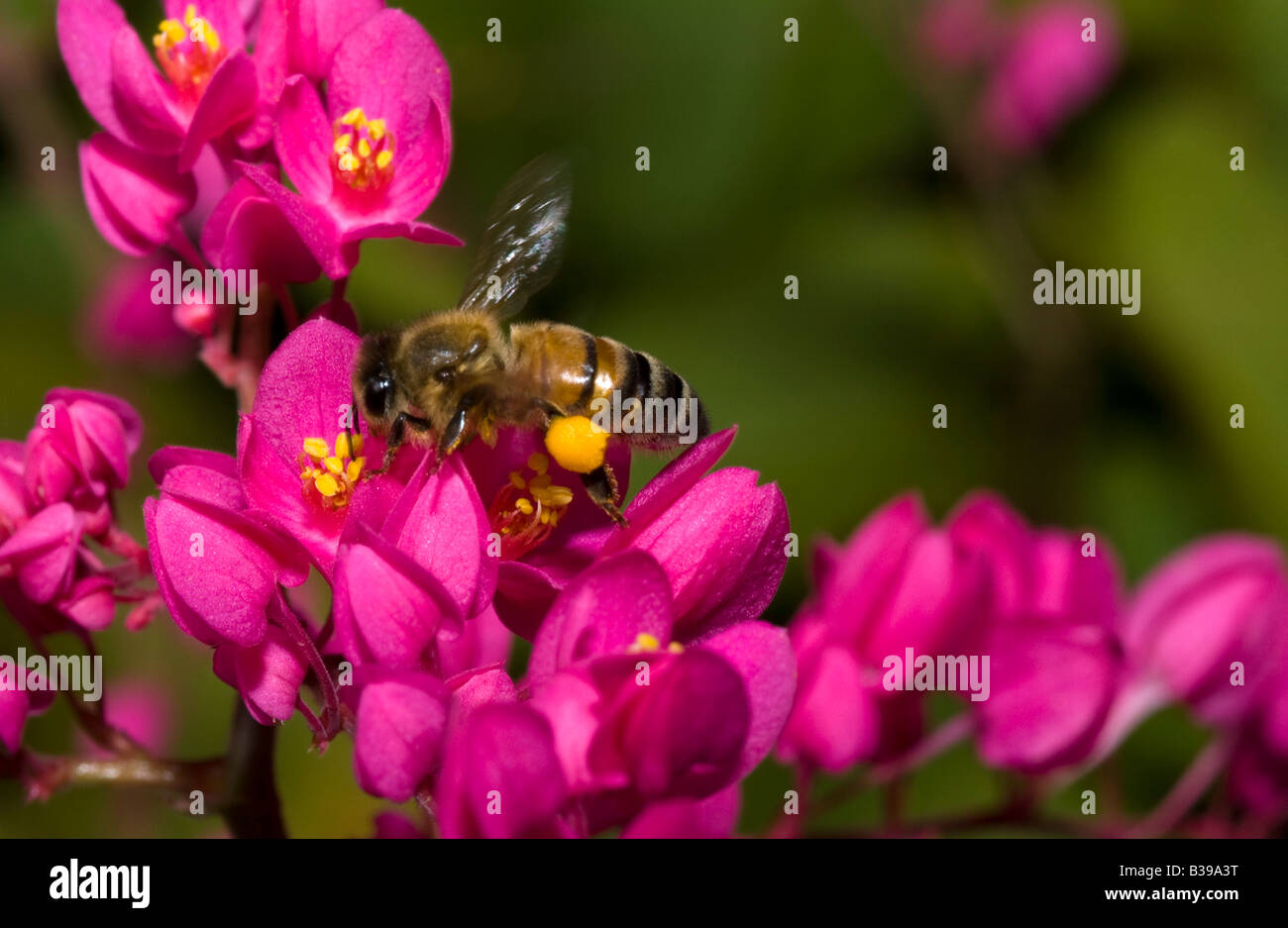 close-up flying honeybee Pollinating collecting pollen from pink azalea ...
