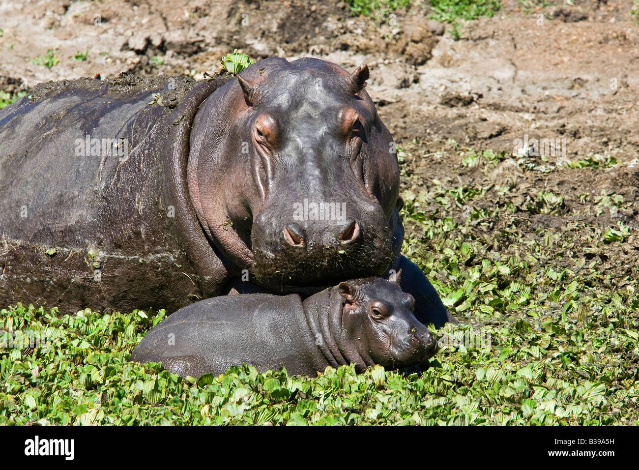 Hippopotamidae hi-res stock photography and images - Alamy