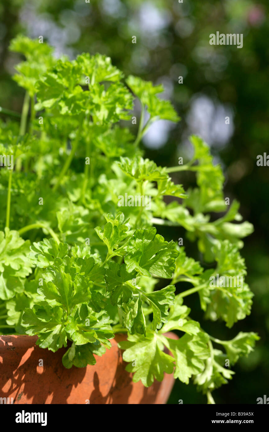 Flat leaf parsley garden hi-res stock photography and images - Alamy